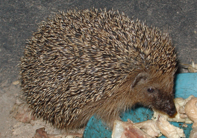 10 Funny Welsh Sayings, Idioms and Phrases - We Learn Welsh