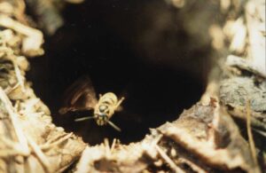 10 Funny Welsh Sayings, Idioms and Phrases - We Learn Welsh