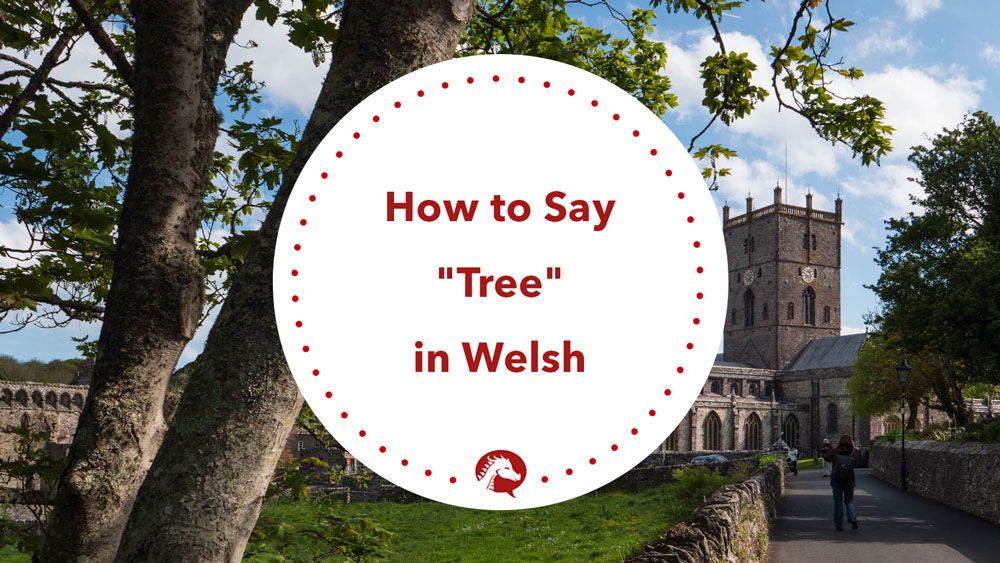 How To Say Tree In Welsh We Learn Welsh