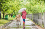 How to Say "Rain" in Welsh - Glaw - We Learn Welsh