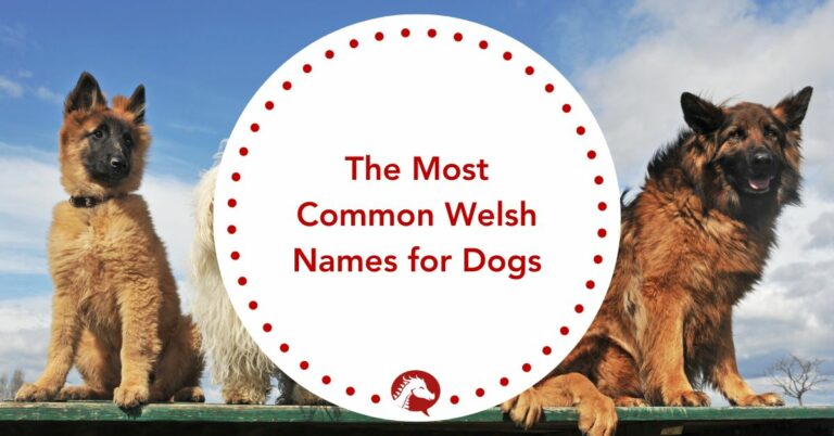 We Learn Welsh - Adventures in learning Cymraeg