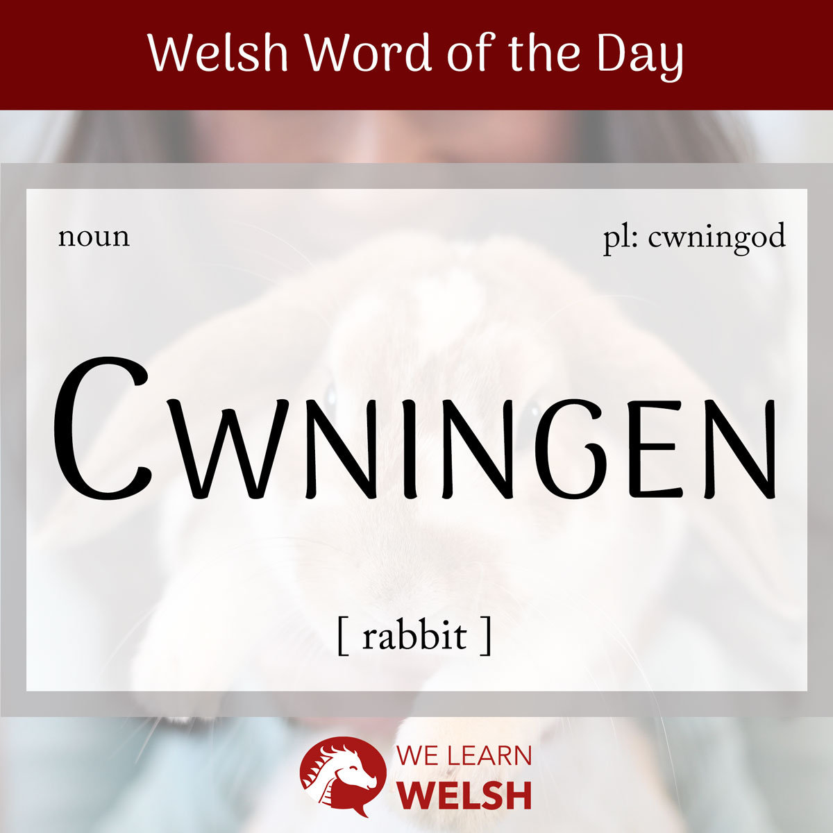 Welsh Word of the Day: Cwningen (rabbit) - We Learn Welsh