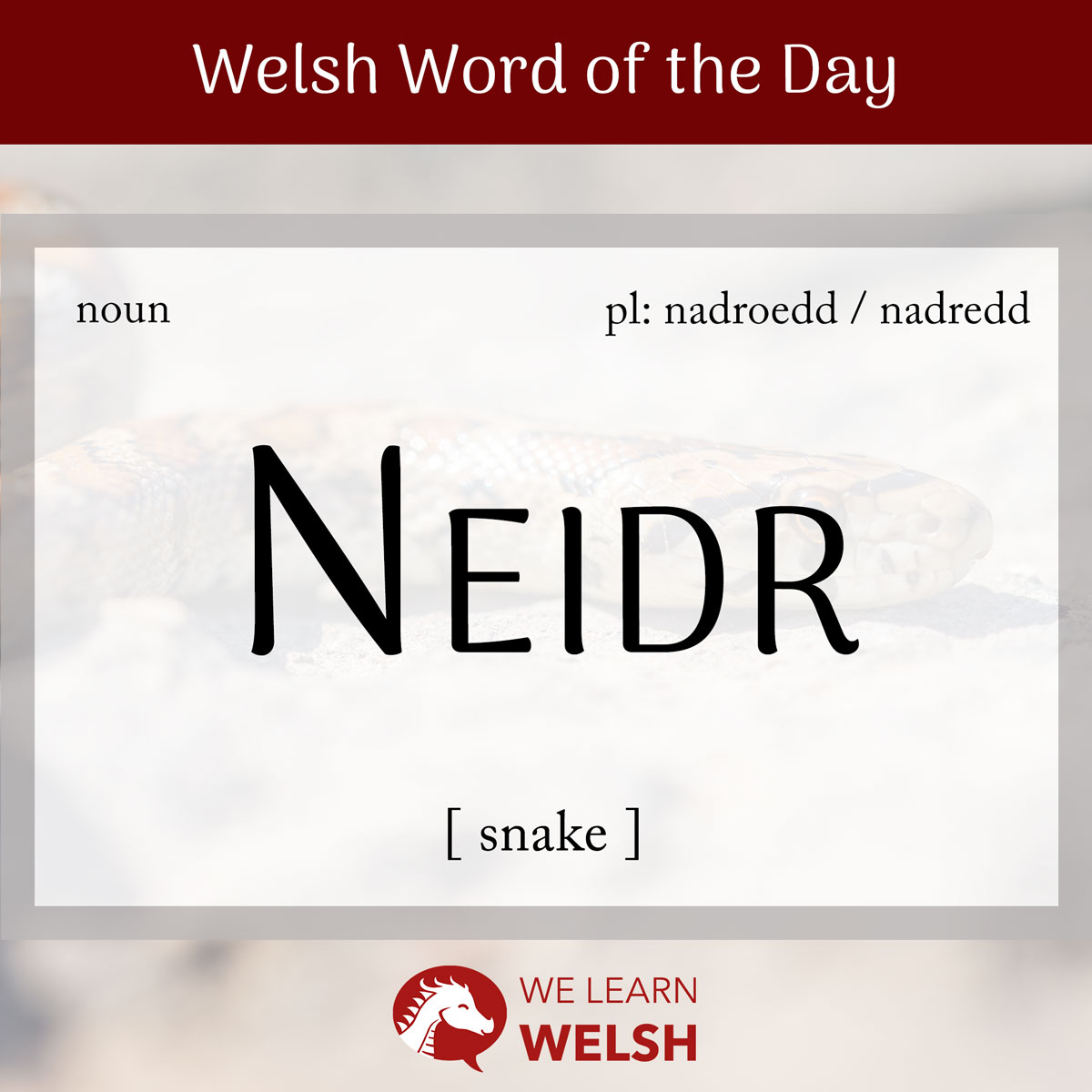 Welsh Word of the Day: Neidr (snake) - We Learn Welsh