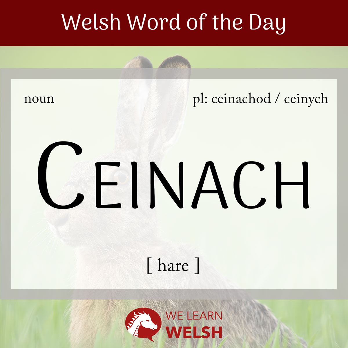 Welsh Word of the Day: Ceinach (hare) - We Learn Welsh