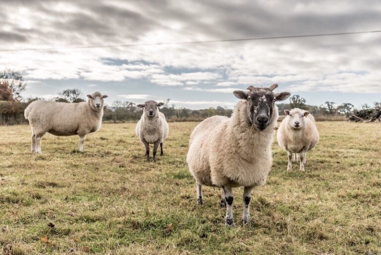 Welsh Word of the Day: Dafad (sheep) - We Learn Welsh
