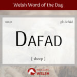 Welsh Word of the Day: Dafad (sheep) - We Learn Welsh