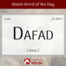 Welsh Word of the Day: Dafad (sheep) - We Learn Welsh
