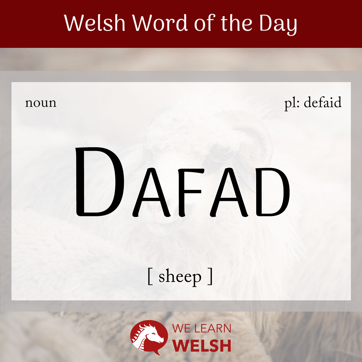Welsh Word of the Day: Dafad (sheep) - We Learn Welsh