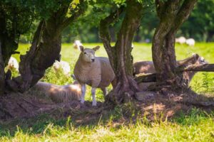 Welsh Word of the Day: Dafad (sheep) - We Learn Welsh