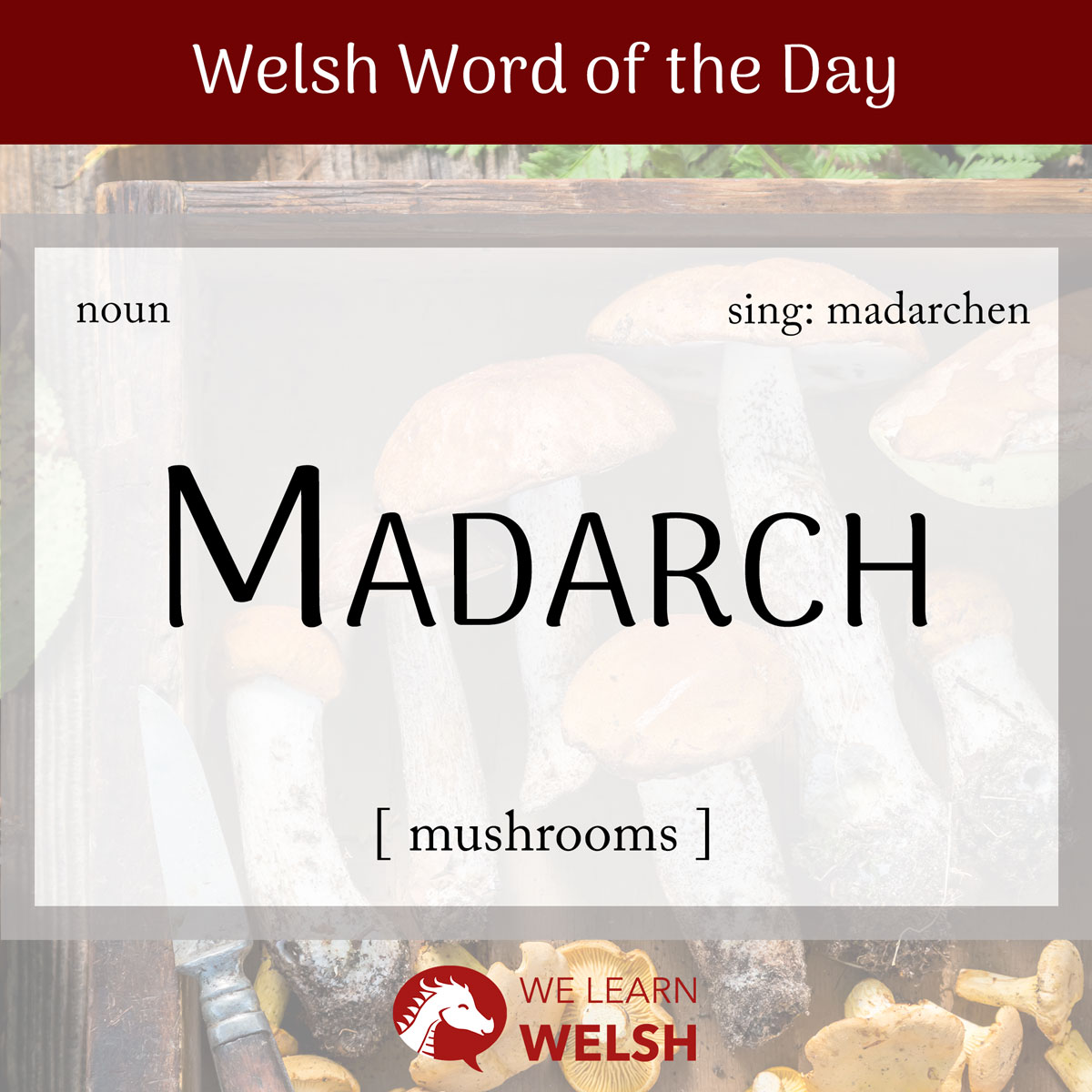 Welsh Word of the Day: Madarch (mushrooms) - We Learn Welsh