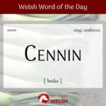 Welsh Word of the Day: Cennin (leeks) - We Learn Welsh