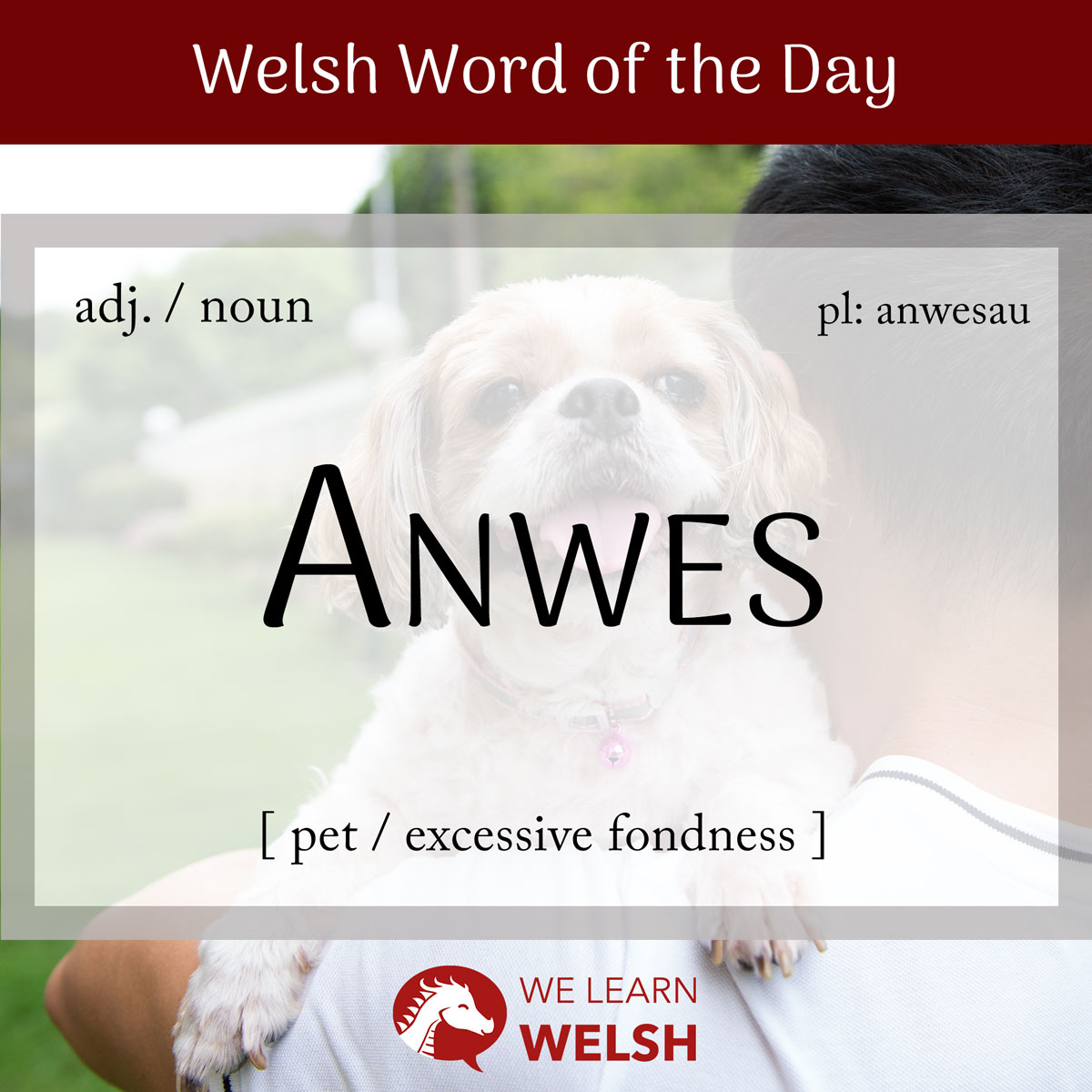 Welsh Word of the Day: Anwes (pet / a caress) - We Learn Welsh