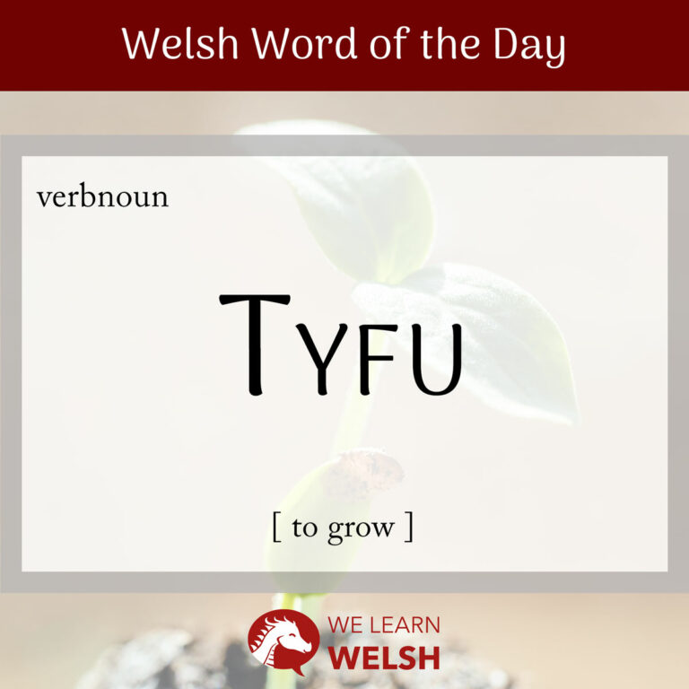 Welsh Word of the Day: Tyfu (to grow) - We Learn Welsh