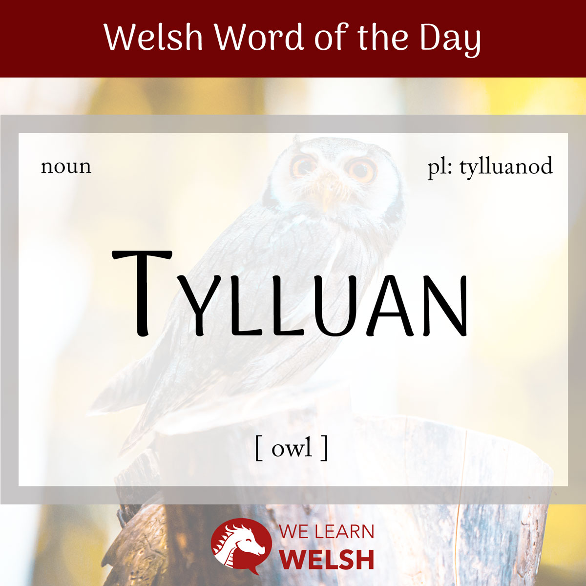 Welsh Word of the Day: Tylluan (owl) - We Learn Welsh