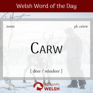 Welsh Word of the Day: Carw (deer / reindeer) - We Learn Welsh